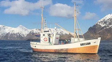 Arctic Cod Fishing in Lofoten | Live Lofoten AS